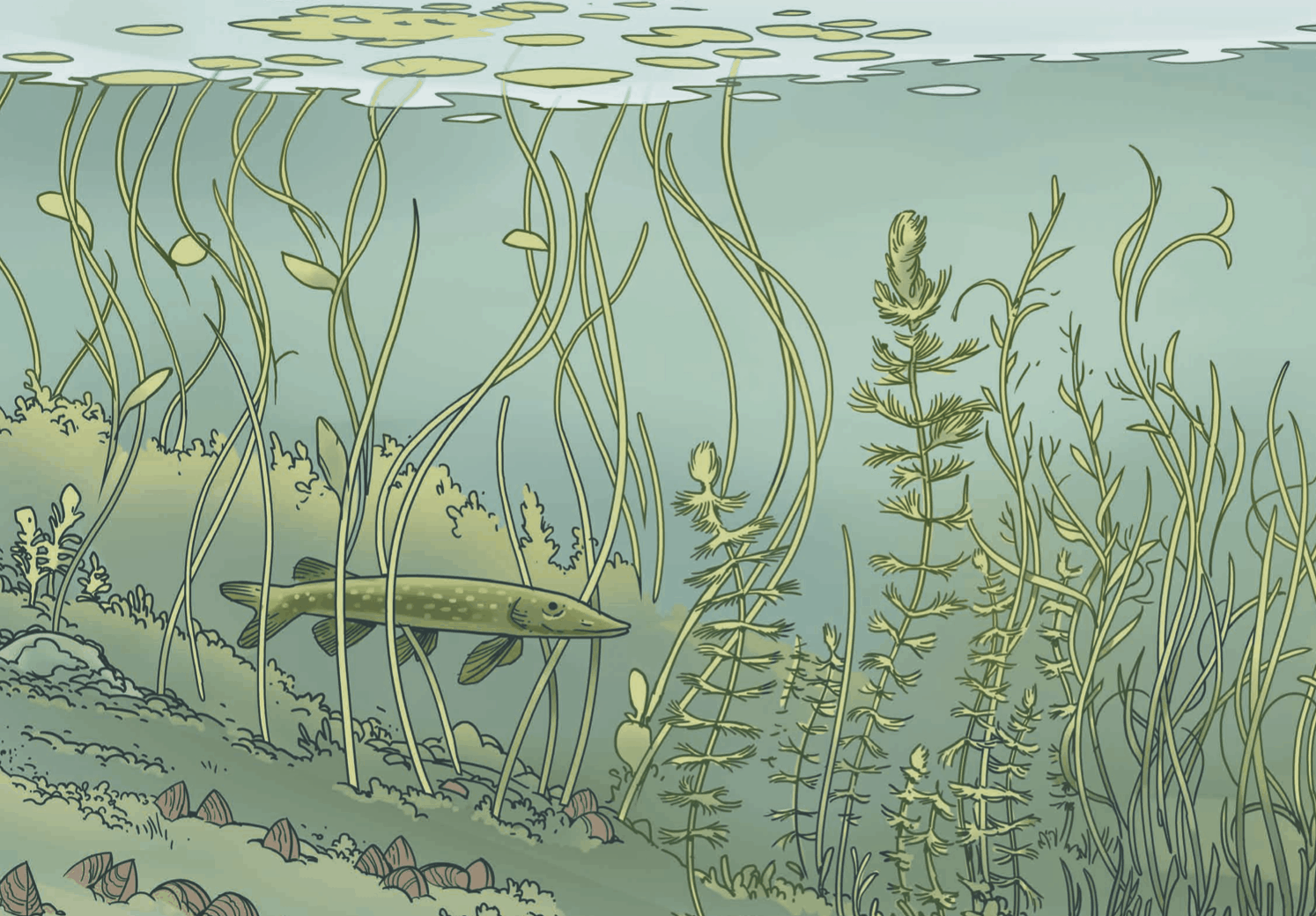 CIPEL - International Commission for the Protection of the Waters of ...