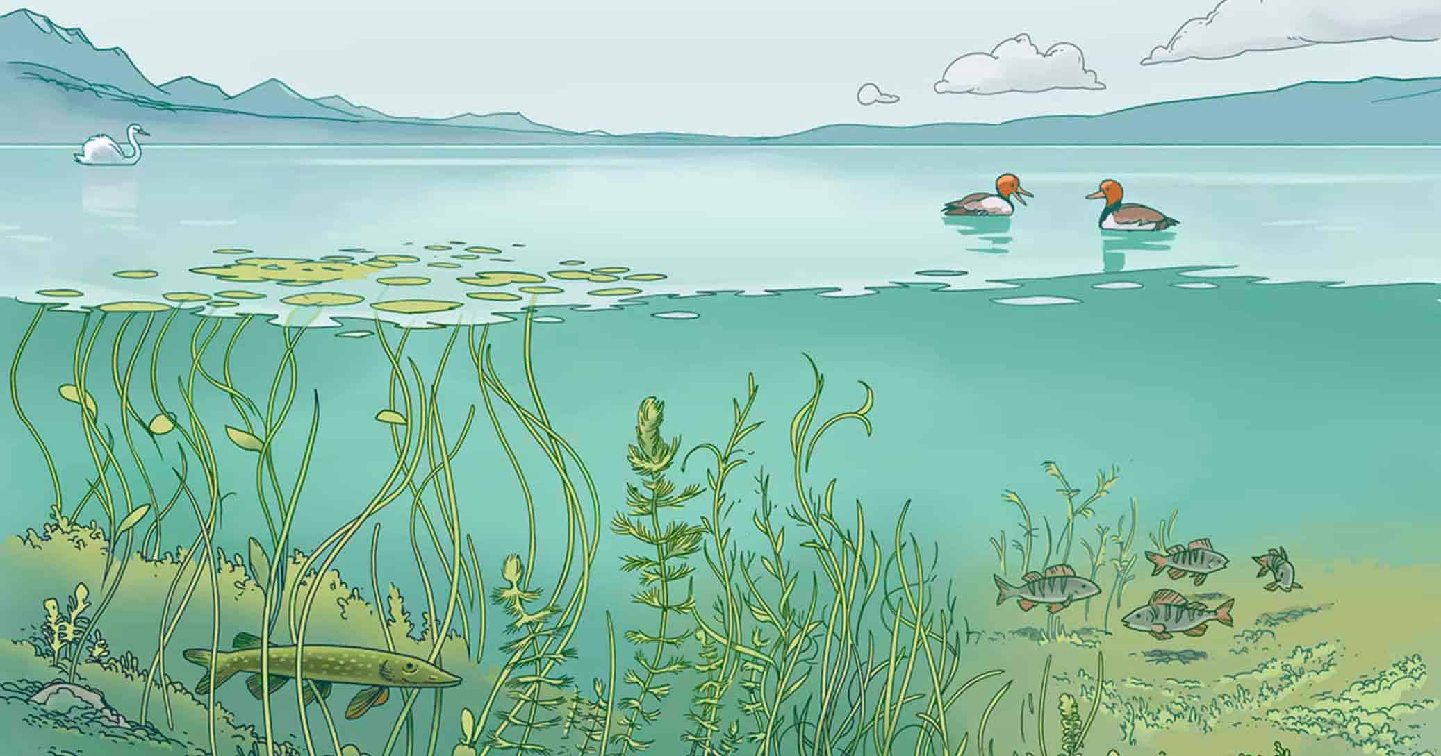 Physico-chemical monitoring of the waters of Lake Geneva - Cipel