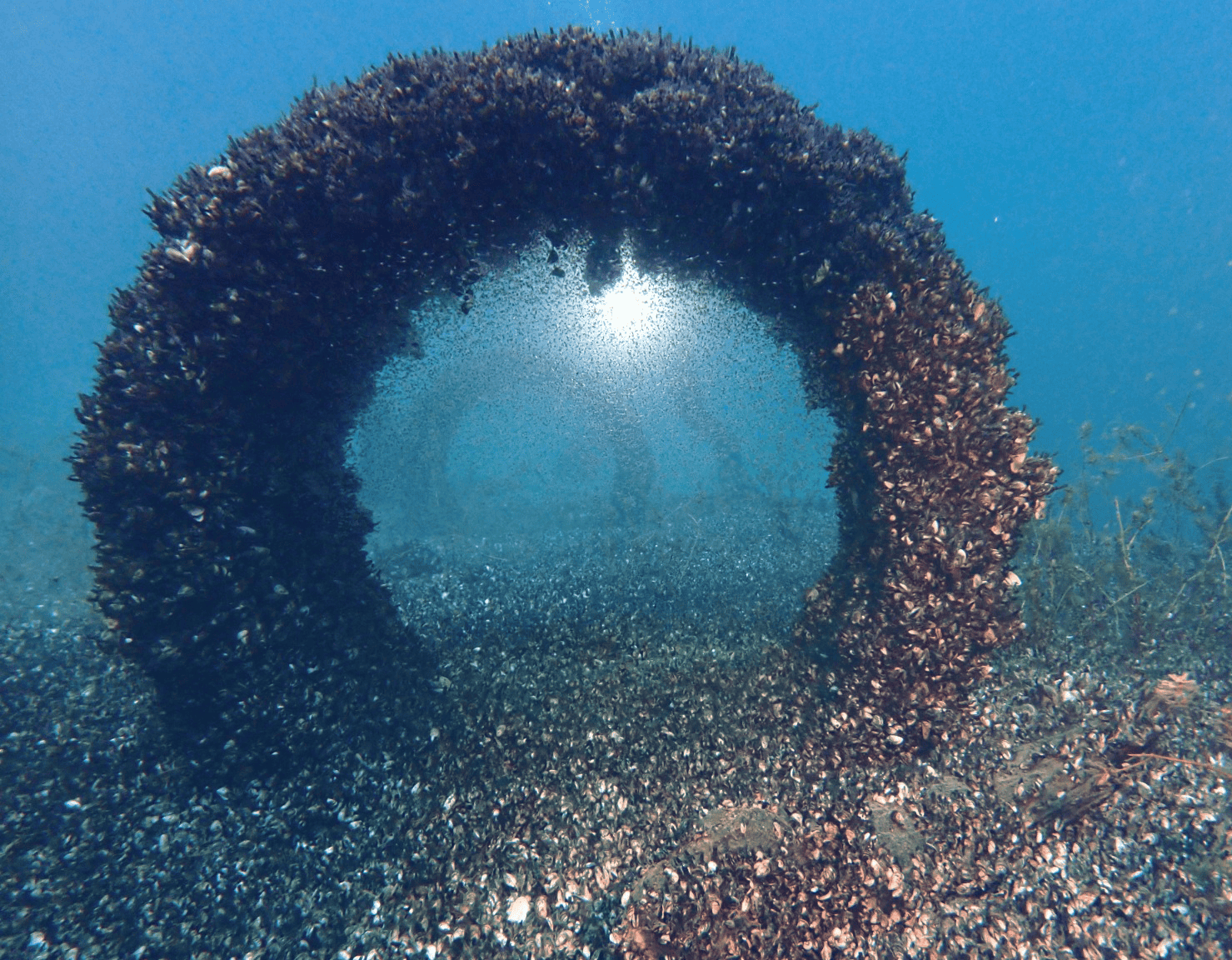 Invasion de la moule quagga dans le Léman : un défi écologique et ...